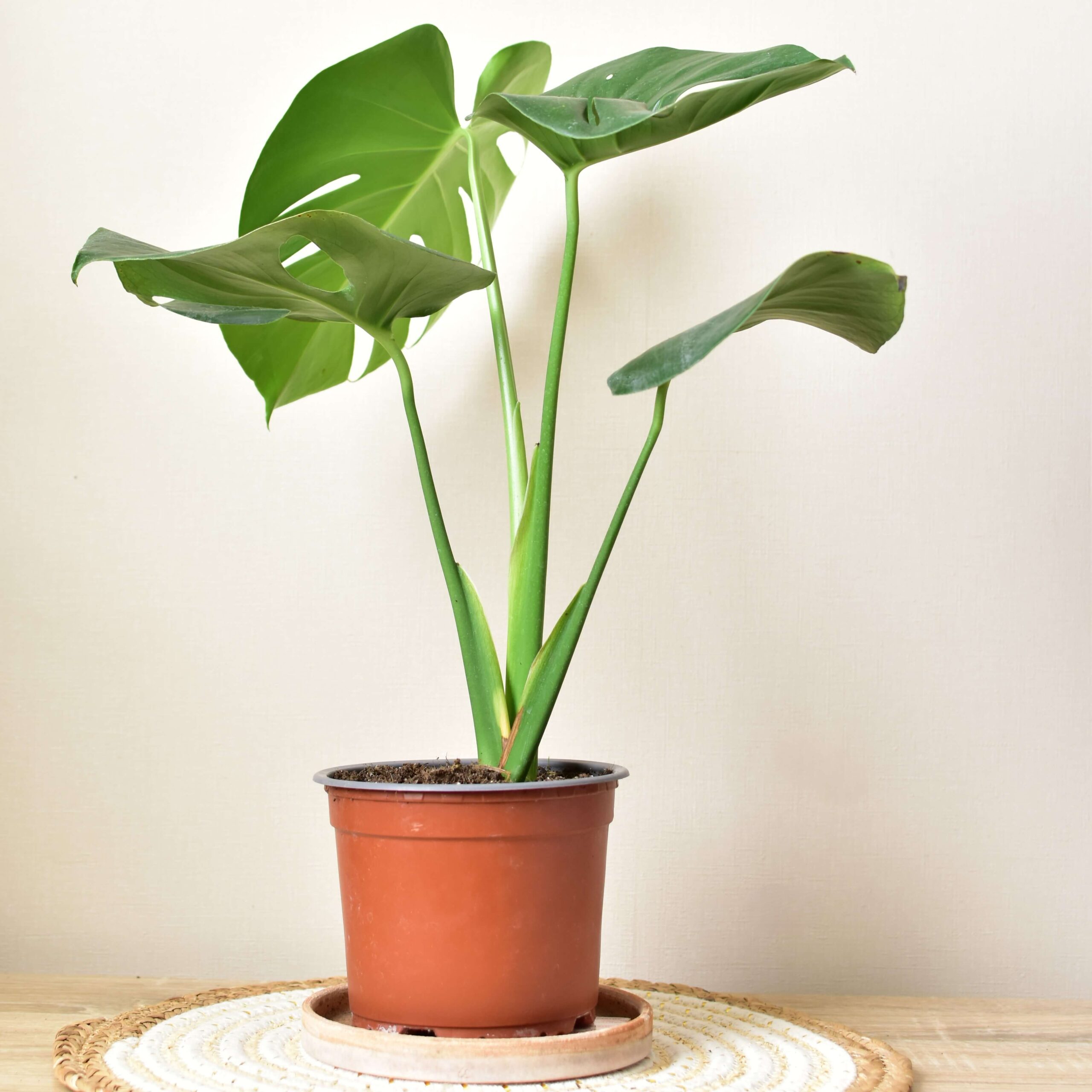 Filodendro monstera - Puya Plantas