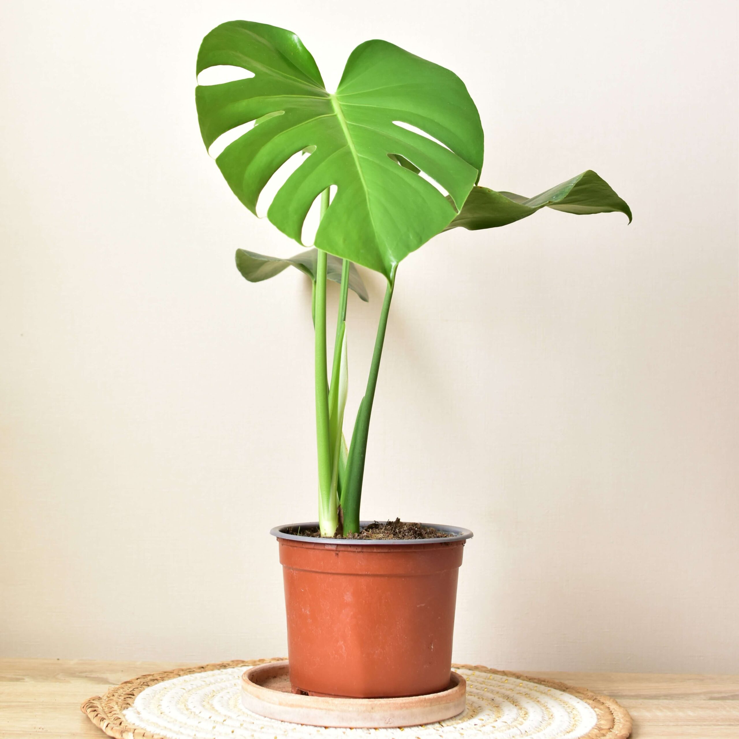 Filodendro monstera - Puya Plantas