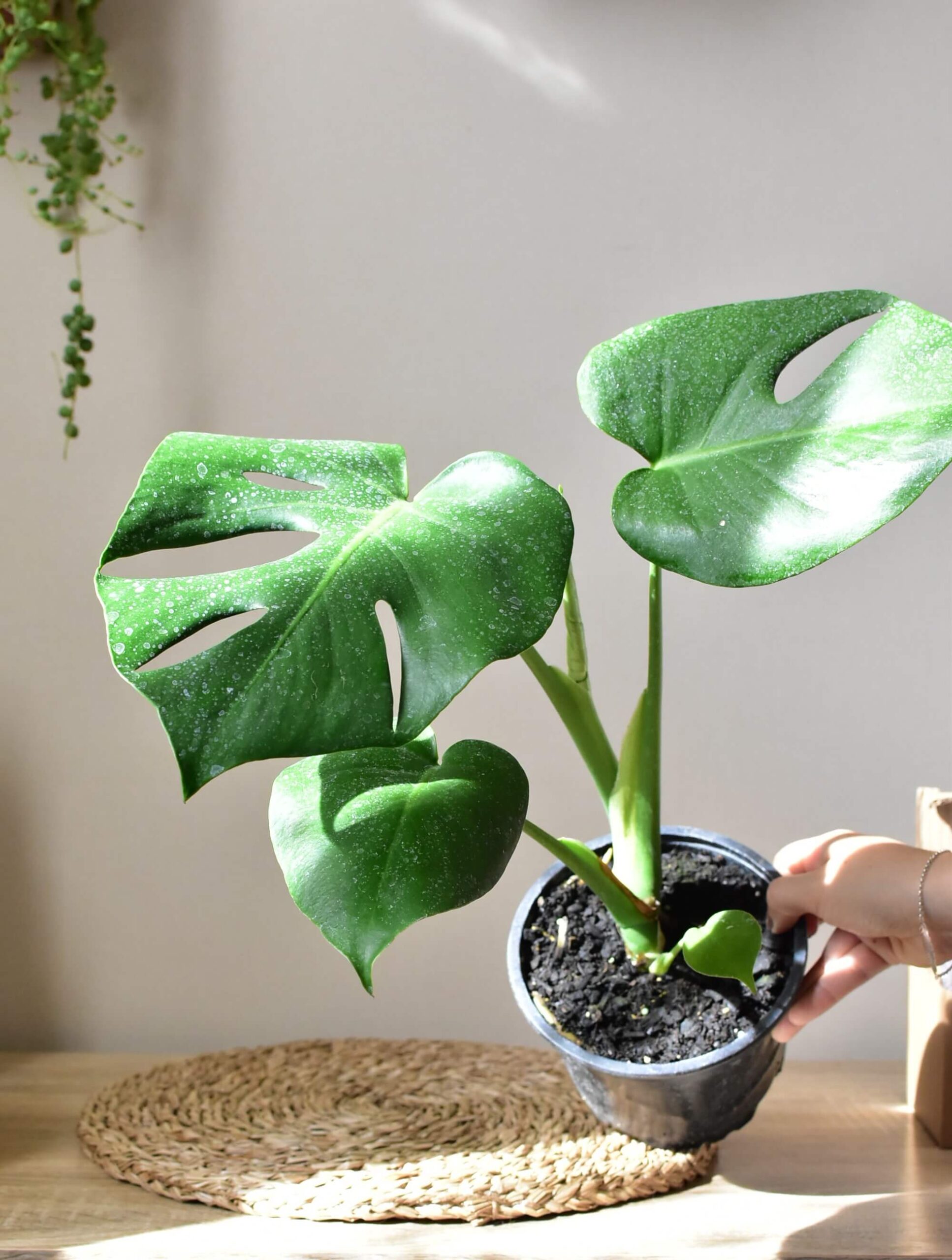 Filodendro monstera - Puya Plantas